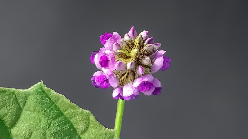 BAKUCHIOL – Best Korean Skincare